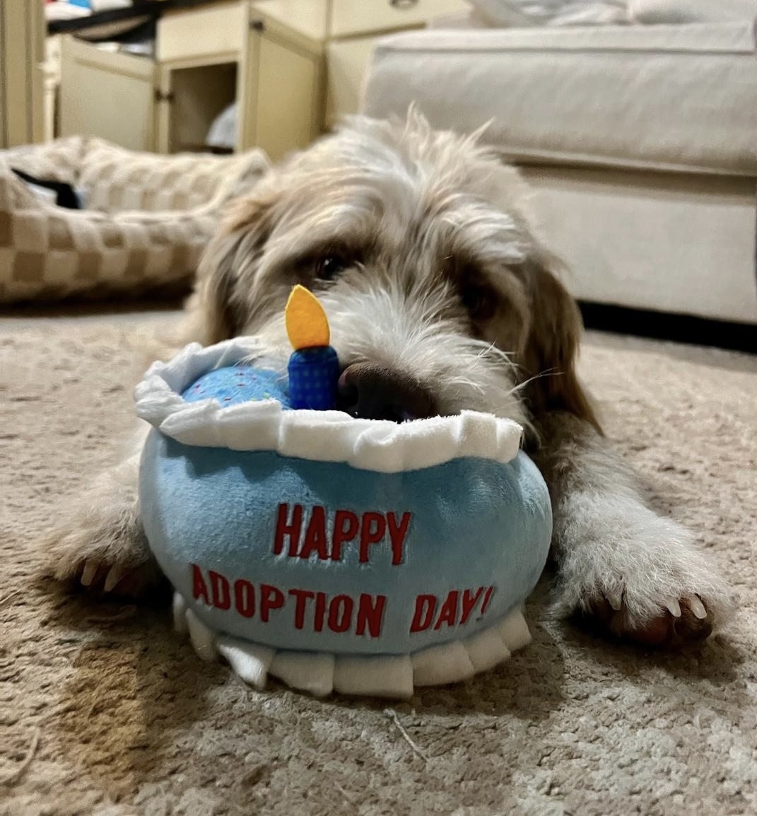 Adoption Process – Tails of Hope Dog Rescue