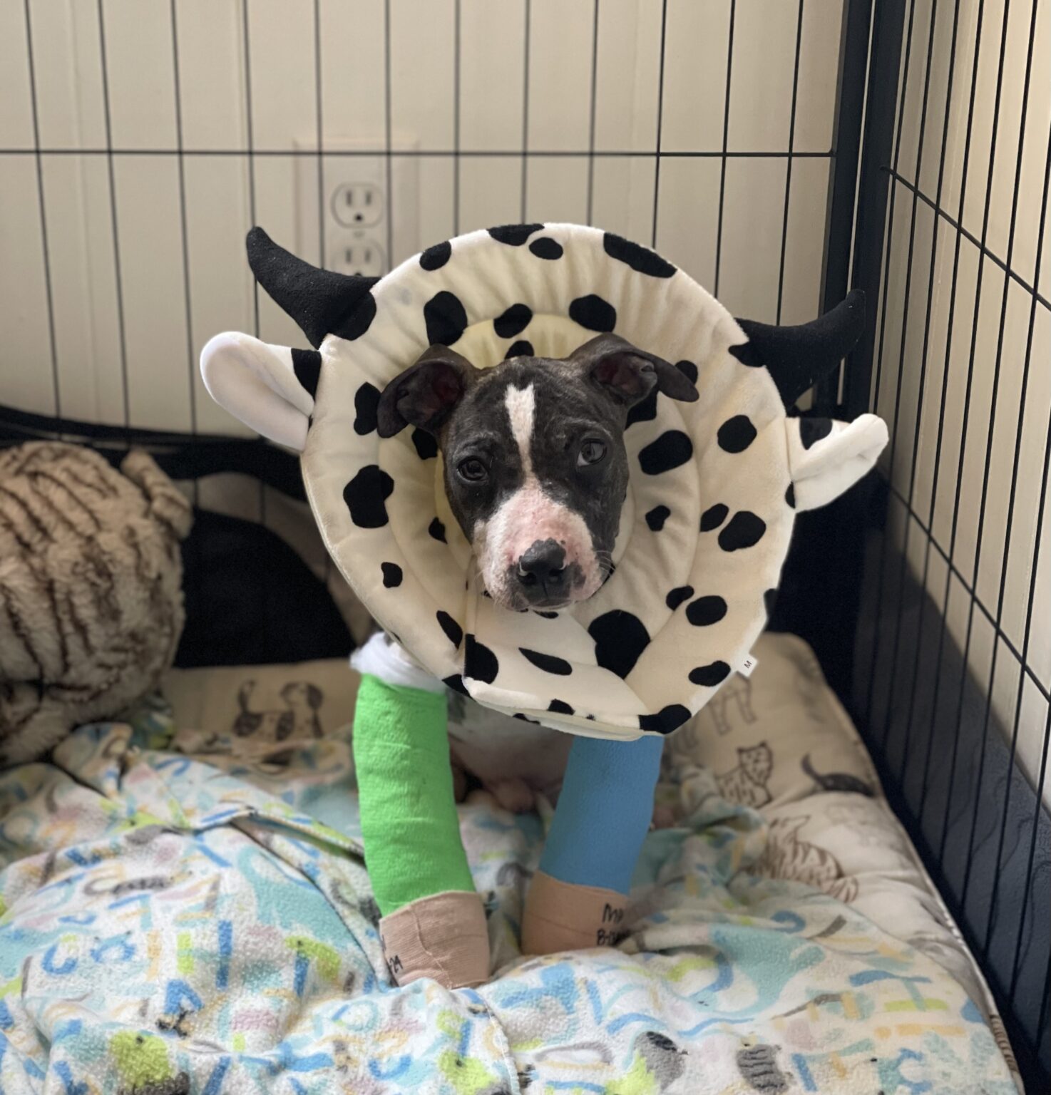 Recovery Room Dogs – Tails of Hope Dog Rescue