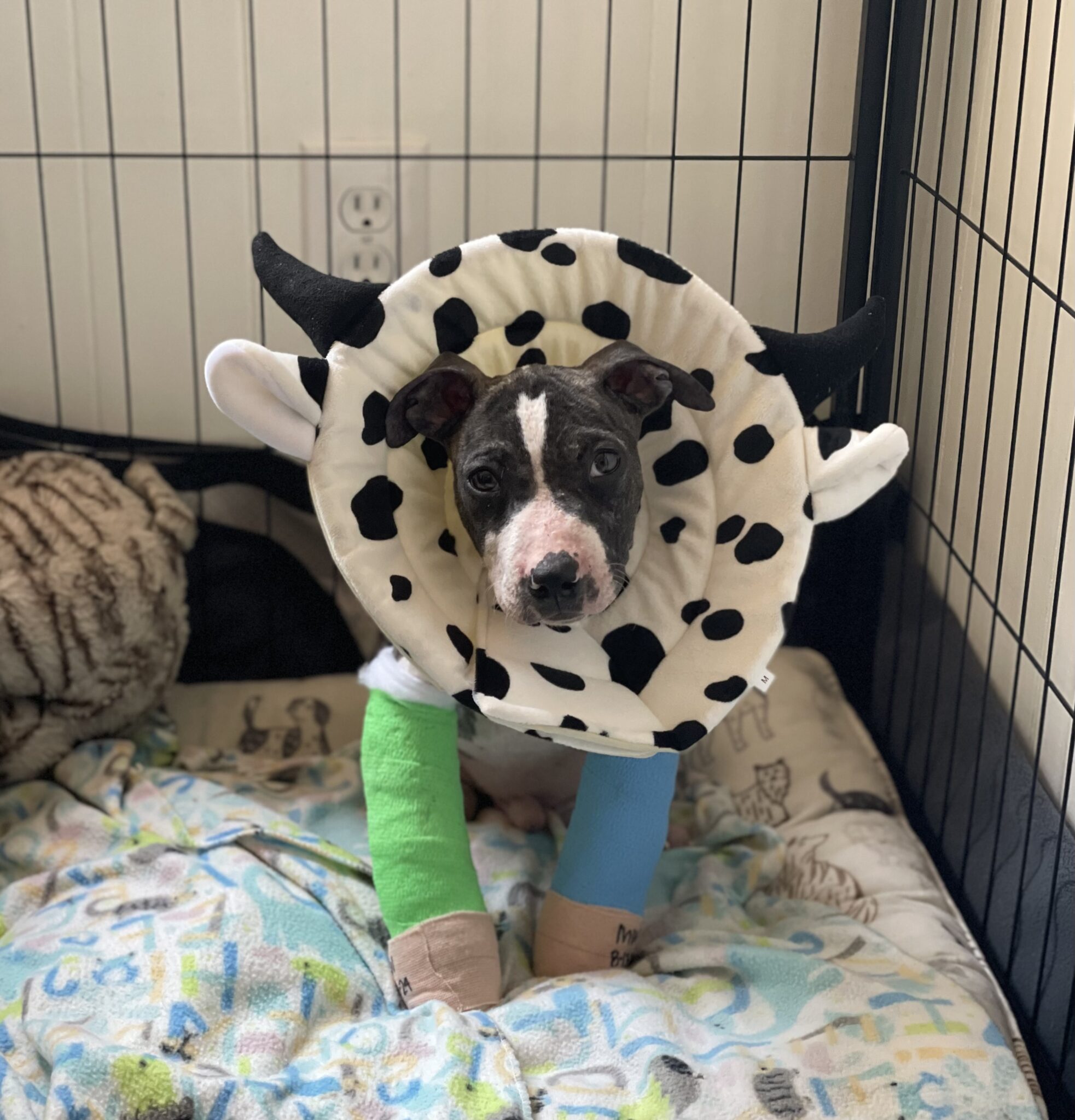 Recovery Room Dogs – Tails of Hope Dog Rescue